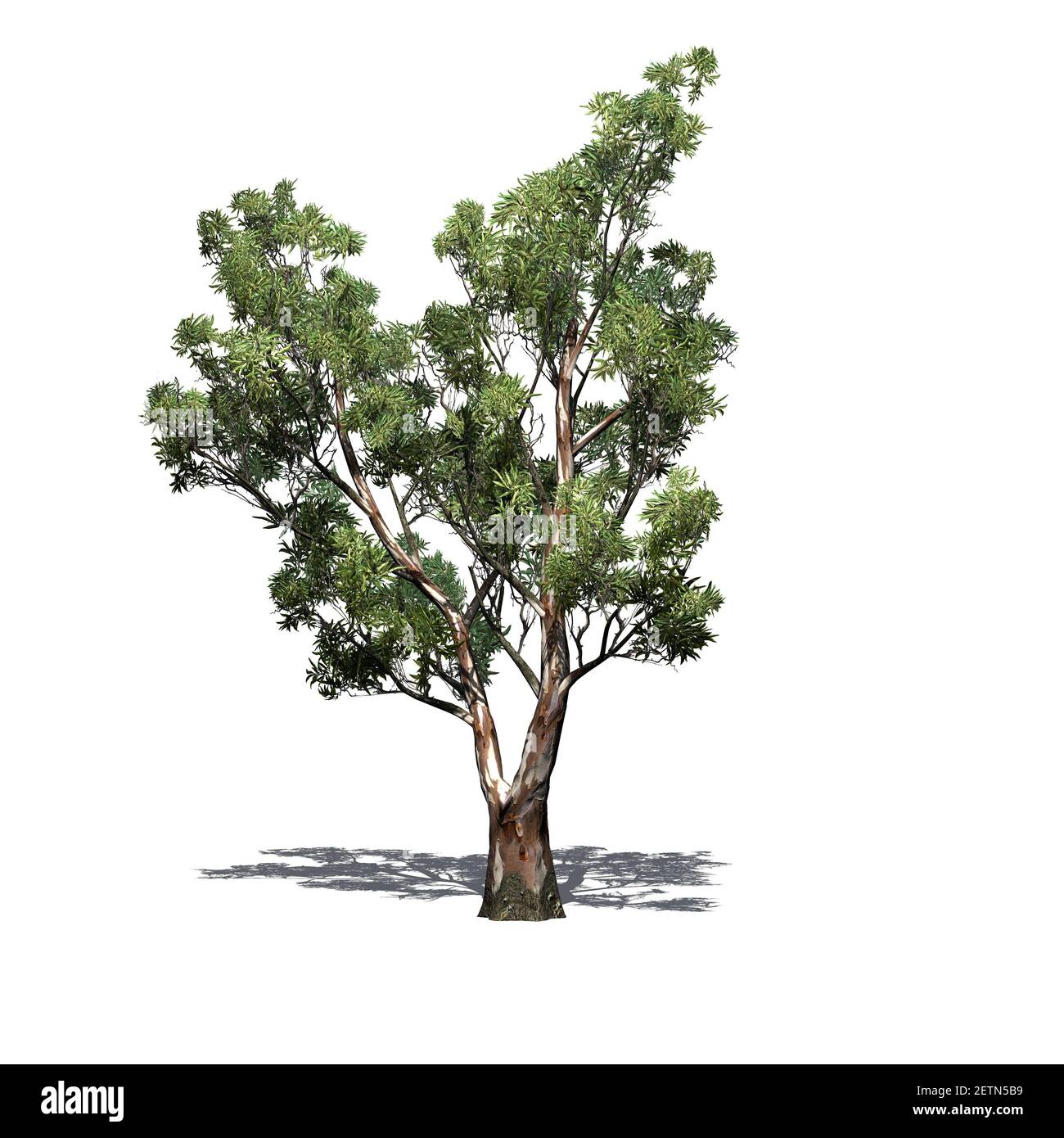 Red Gum Tree High Resolution Stock Photography and Images - Alamy