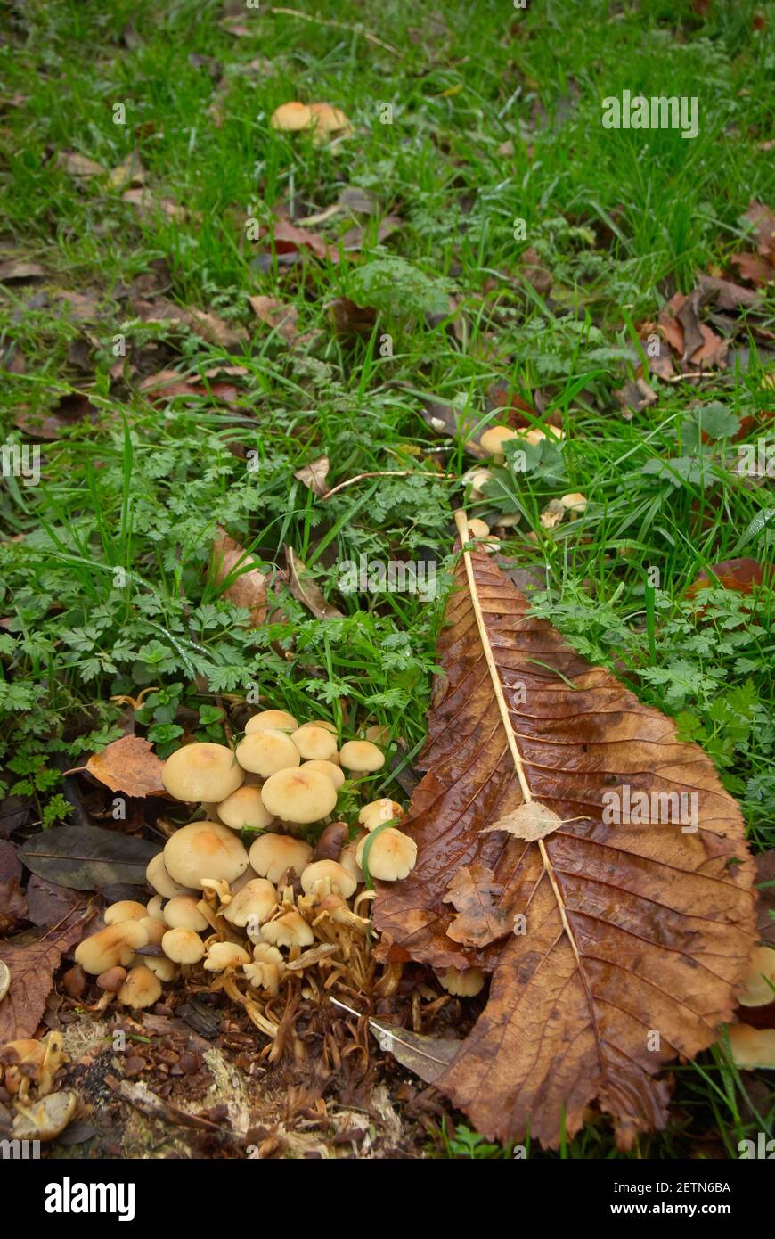 Woodland in autumn in UK. Close up fungi autumn leaves Stock Photo - Alamy