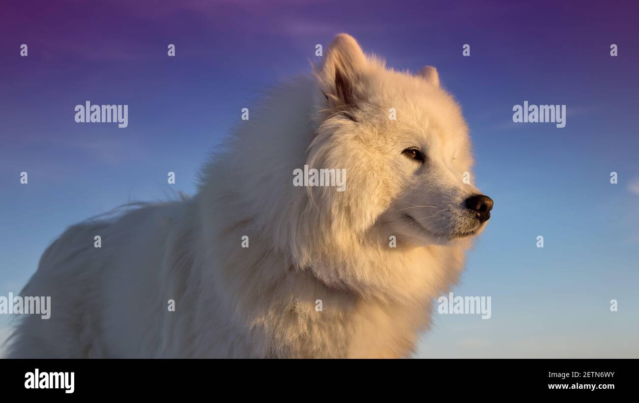 Samoyed head hi-res stock photography and images - Alamy