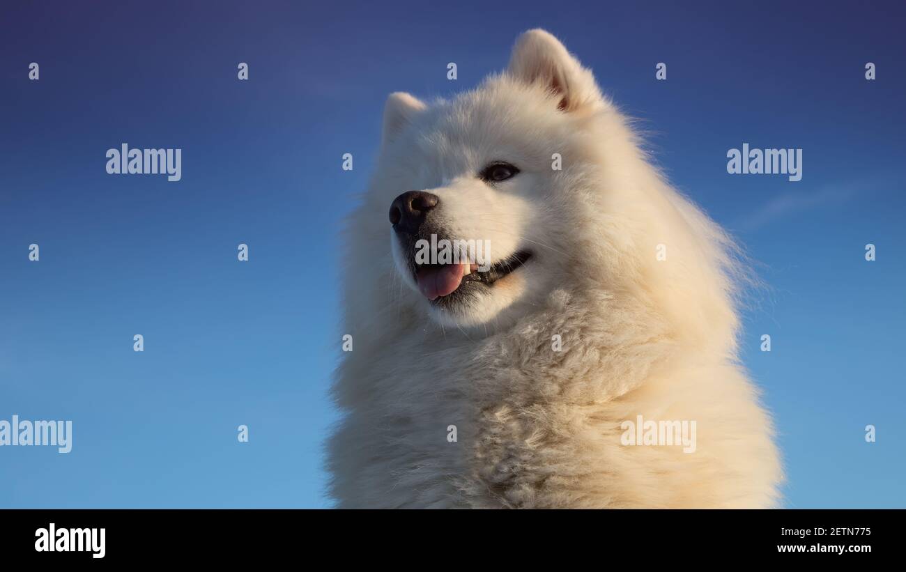 Samoyed head hi-res stock photography and images - Alamy