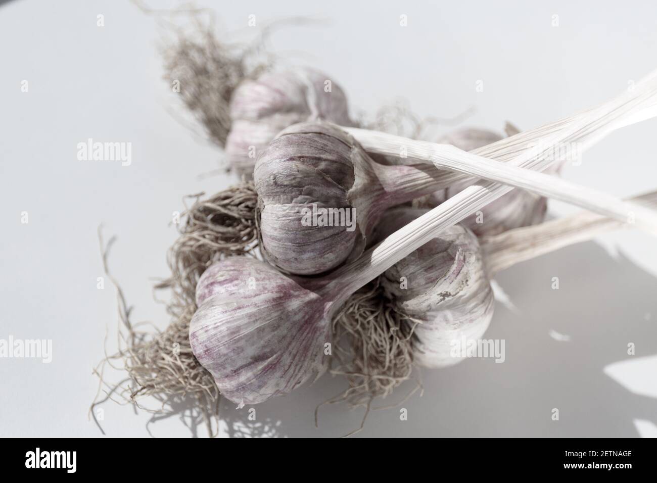 Garlic roots hi-res stock photography and images - Alamy