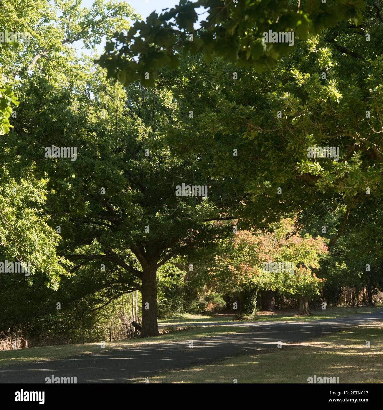Autumn approaching and one tree just has to get in first Stock Photo ...