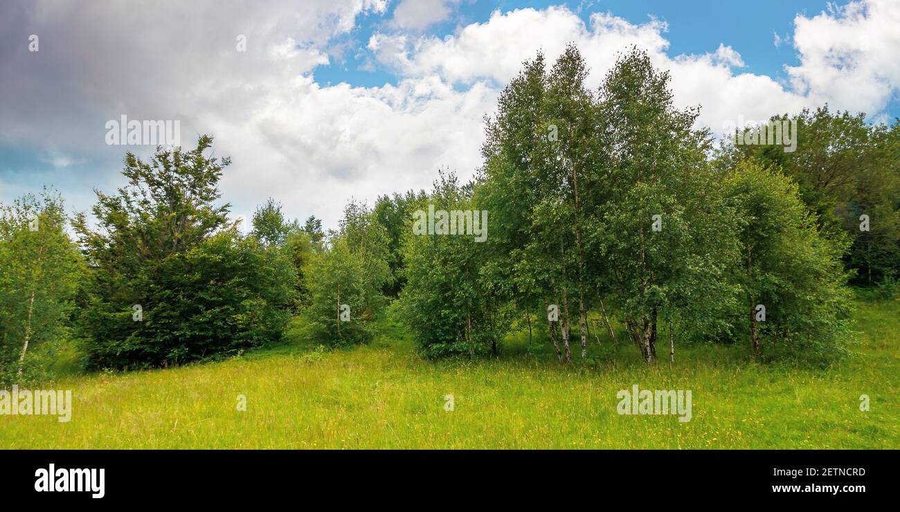 trees on the hill in summer scenery. beautiful mountain landscape on a cloudy day Stock Photo ...