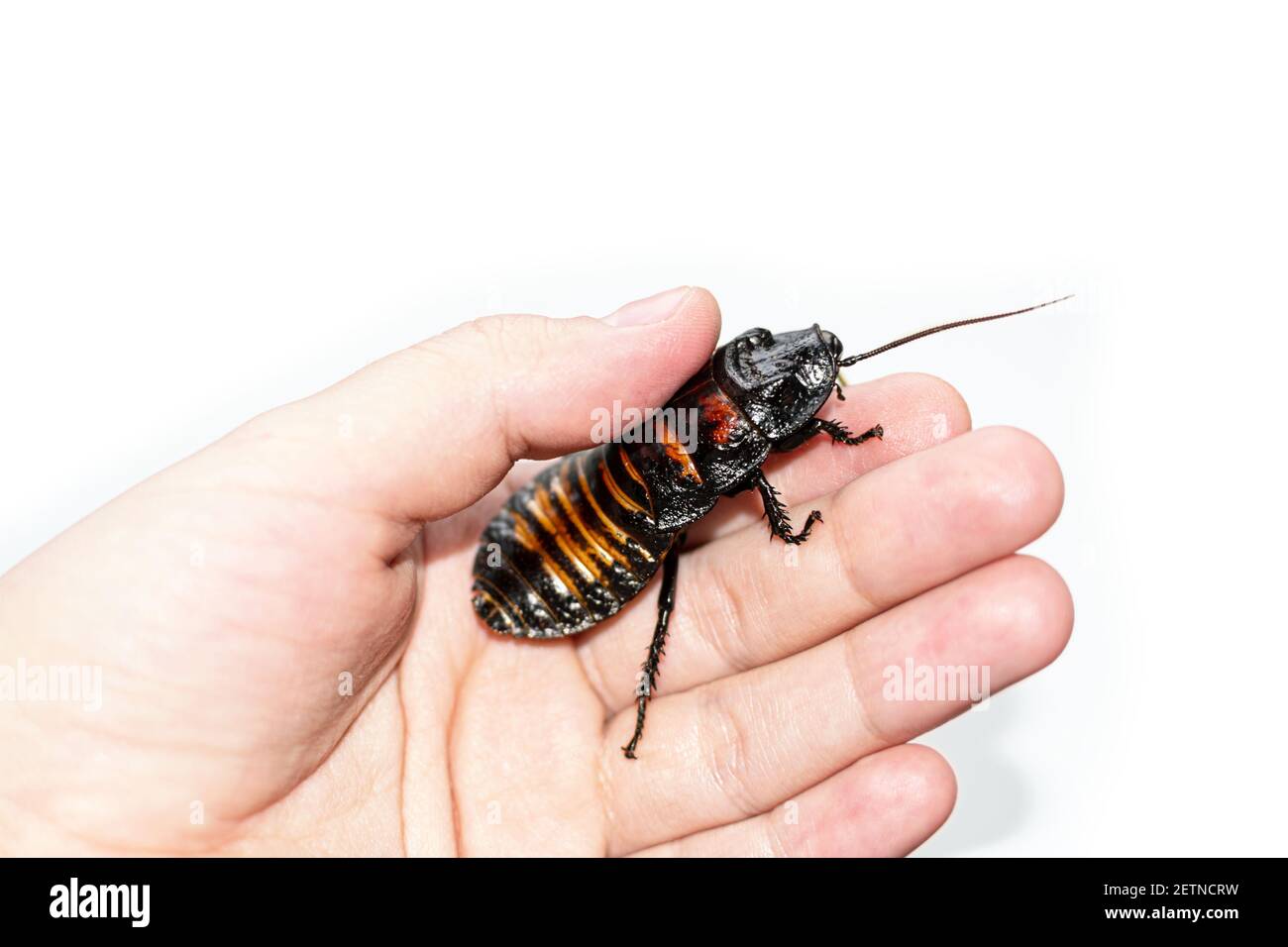 Beautiful huge Madagascar Hissing Cockroach crawls on human hand Stock ...