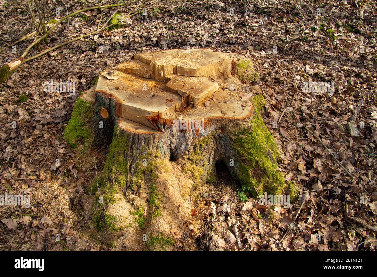 Tree stump of a fresh cut tree Stock Photo - Alamy