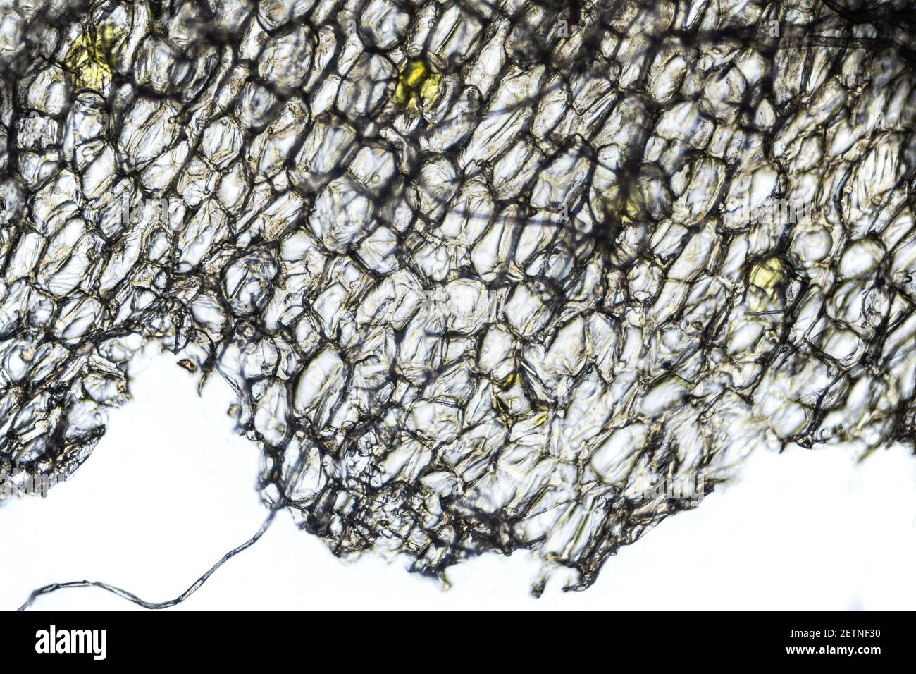 A ginger root under the light microscope with a magnification of 100 ...