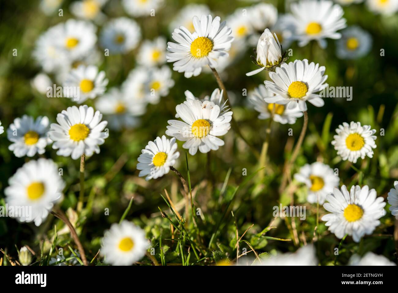 Abstract pattern of beautiful wild daisy (white flower), use for ...