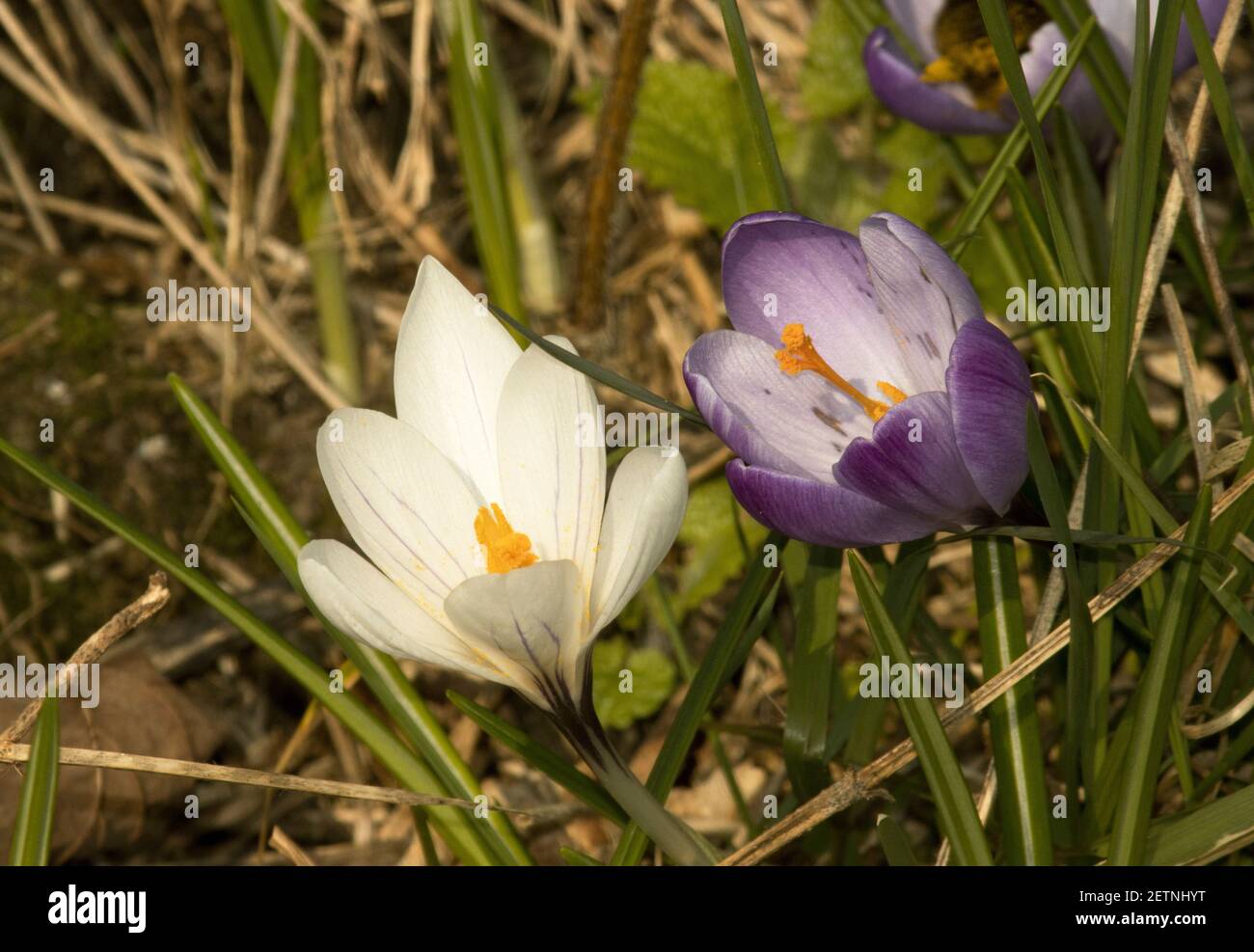 The Spring Crocus was originally introduced to the UK in the distant ...