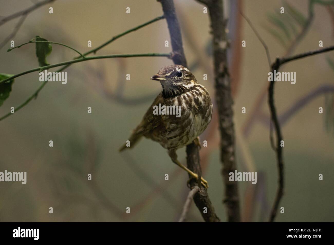 Throstle hi-res stock photography and images - Alamy