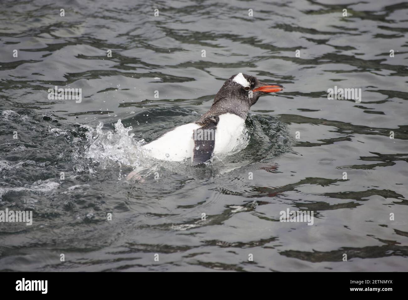 Gentoo penguin in water hi-res stock photography and images - Alamy