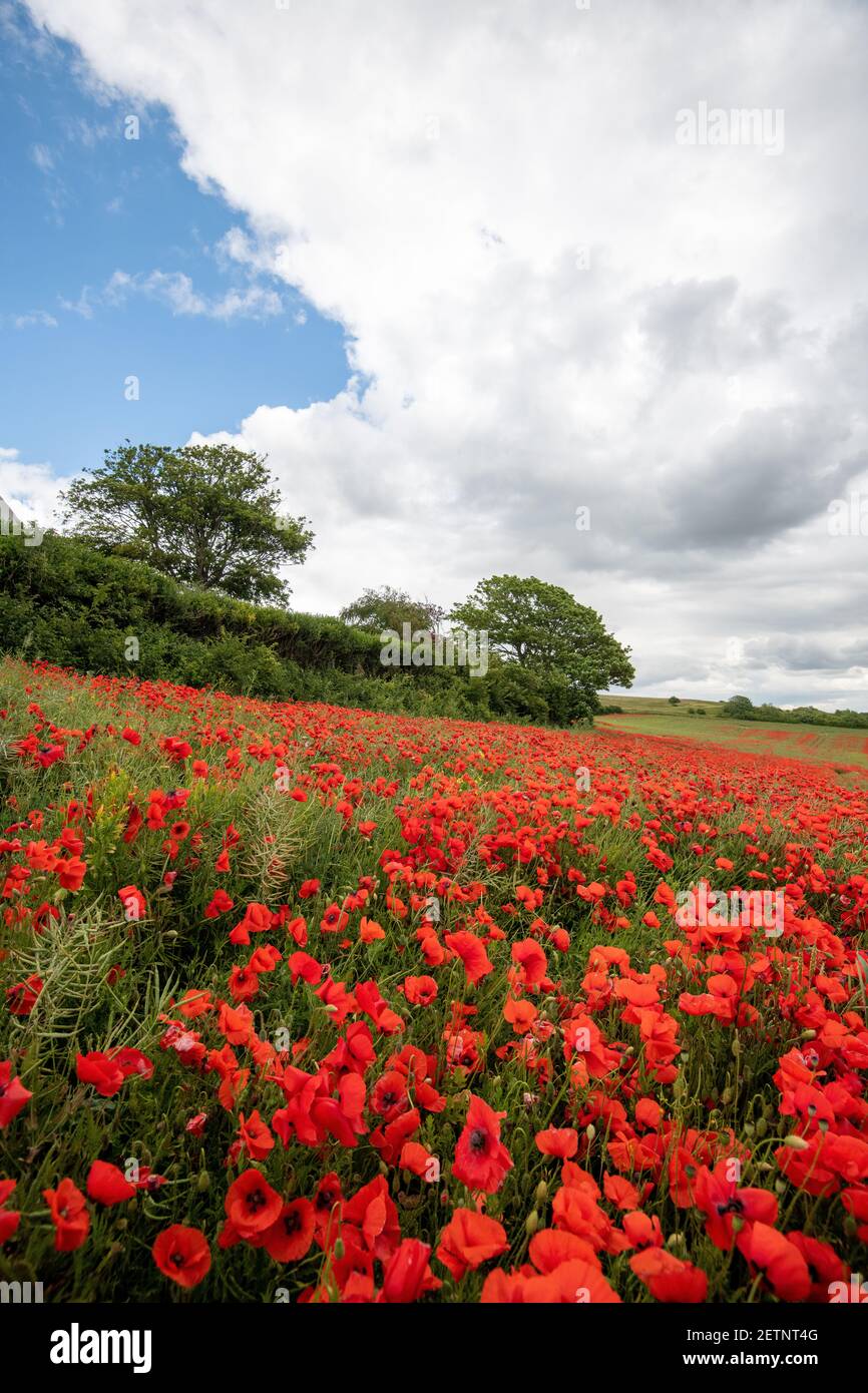 Poppy field spring landscape hi-res stock photography and images - Alamy