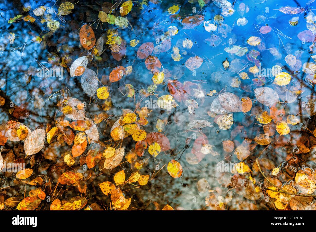Fall colors and pond hi-res stock photography and images - Alamy