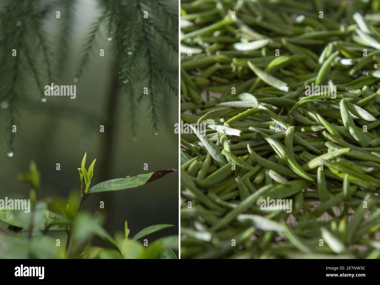 (170419) -- EMEI MOUNTAIN, April 19, 2017 (Xinhua) -- Combo photo shows ...