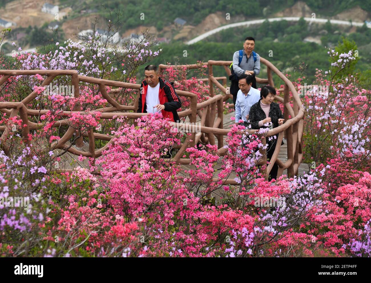 (170422) -- YINGSHAN, April 22, 2017 (Xinhua) -- Tourists enjoy azalea ...
