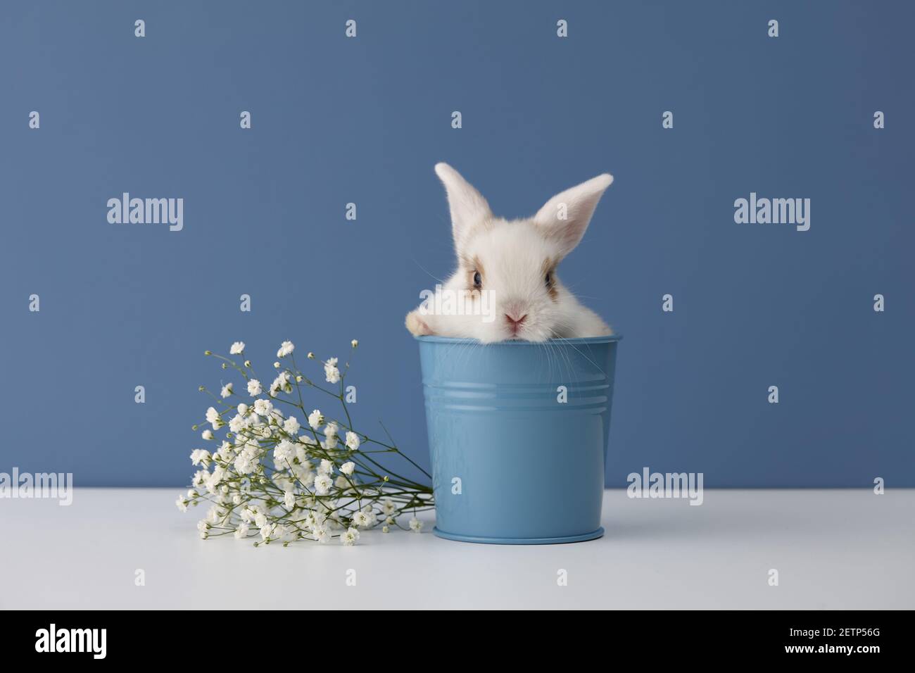 Baby pot hi-res stock photography and images - Alamy