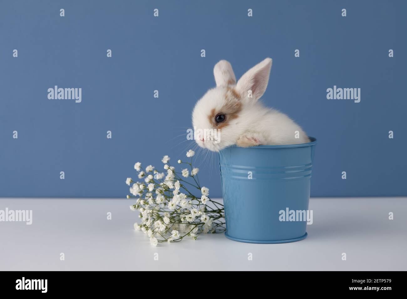 Baby rabbit in flower pot on blue background. Spring Easter concept ...