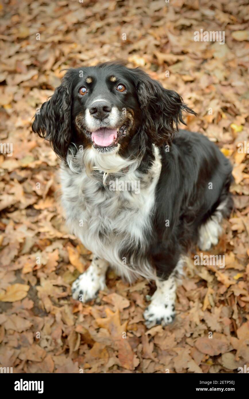 Springer spaniel dog in the flowers hi-res stock photography and images ...