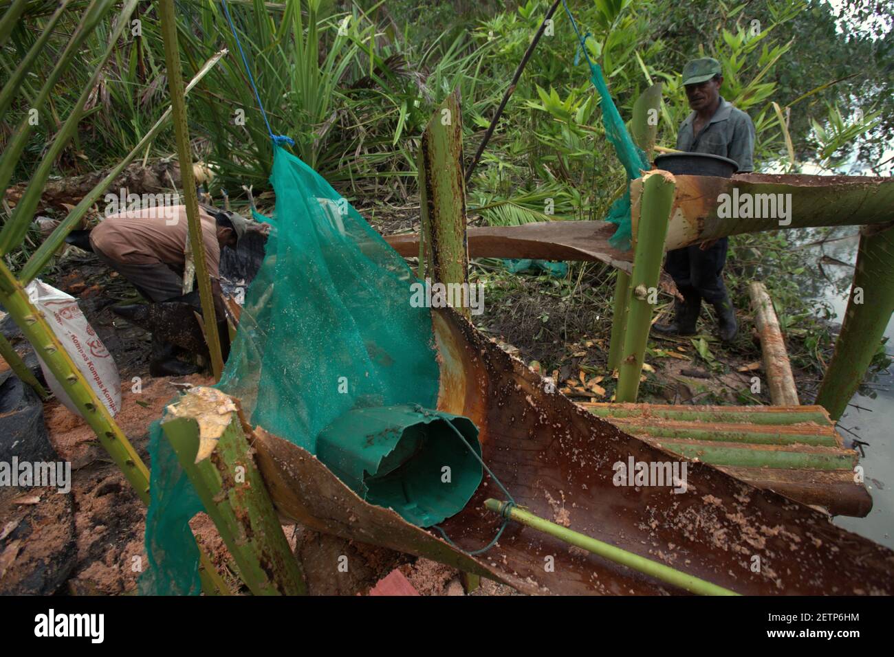 Sago palm extraction hi-res stock photography and images - Alamy