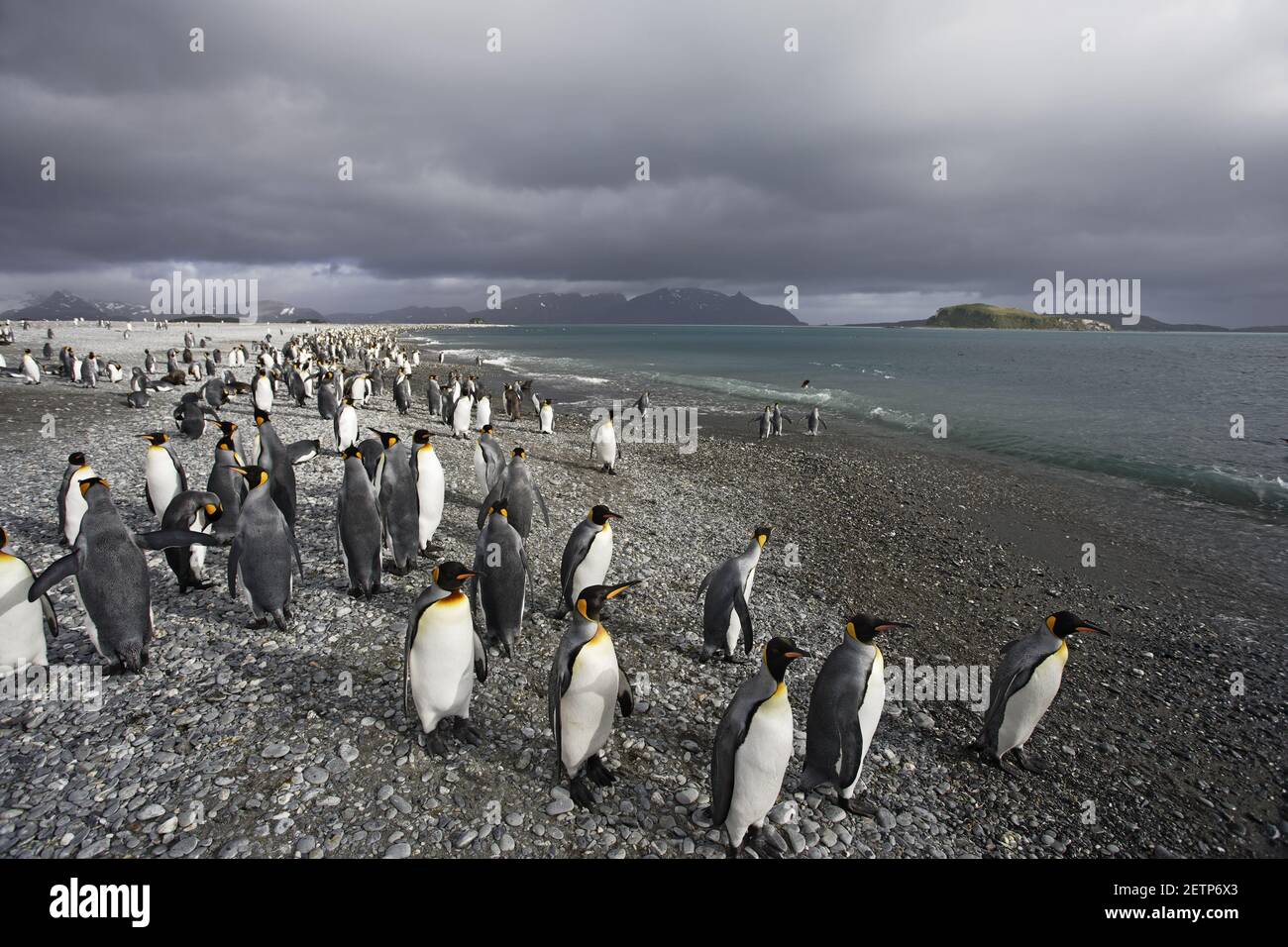 King Penguin - Gathering on shoreline Aptenodytes patagonicus Salisbury ...