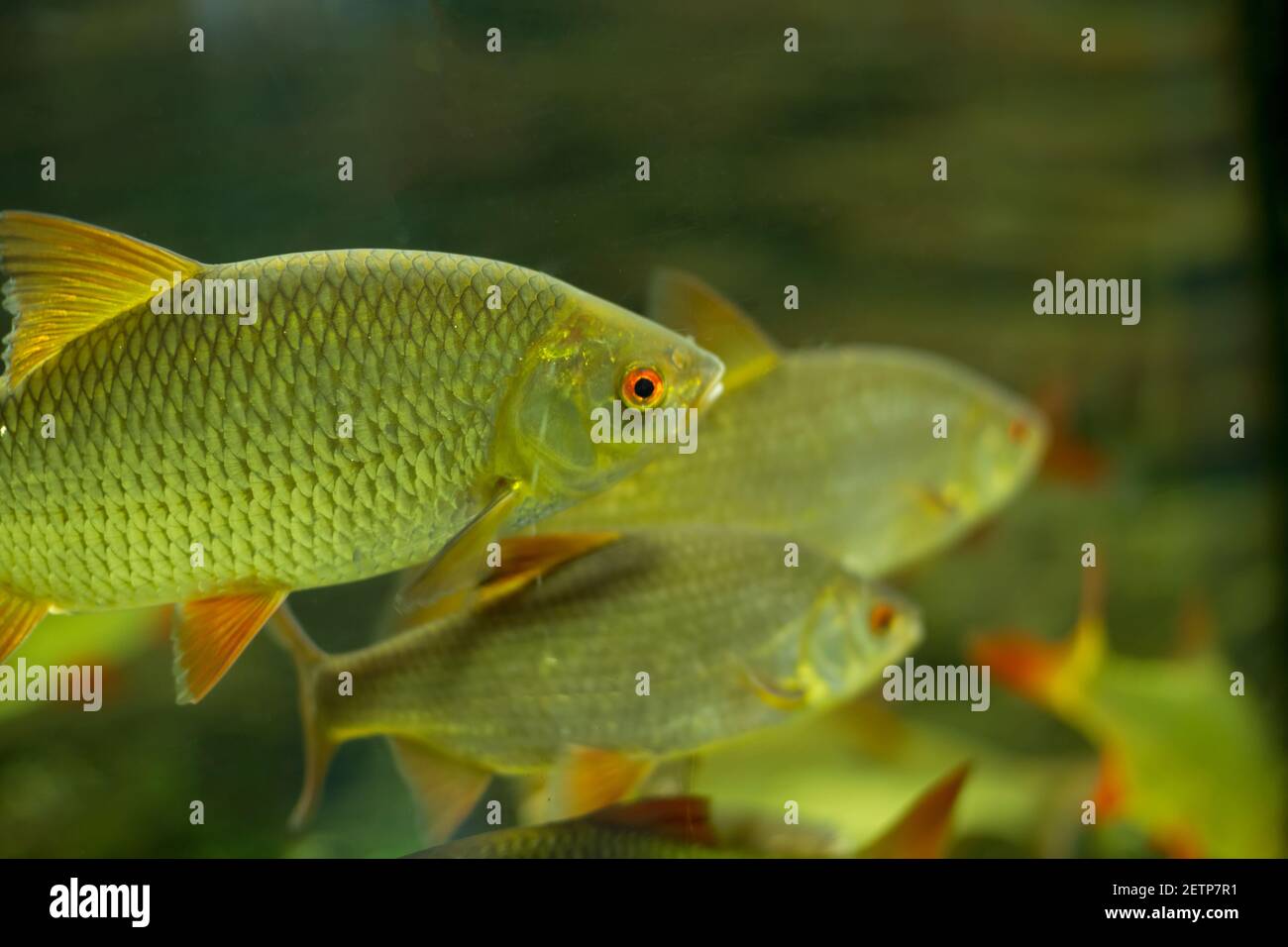 Little colorful fish swimming in an aquarium Stock Photo - Alamy