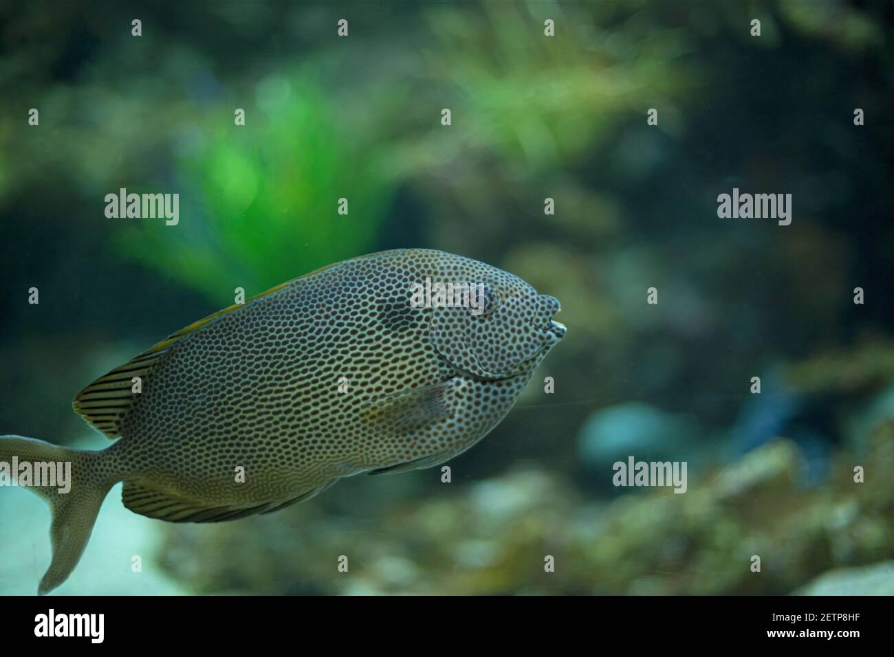 Big colorful fish swimming in an aquarium Stock Photo - Alamy