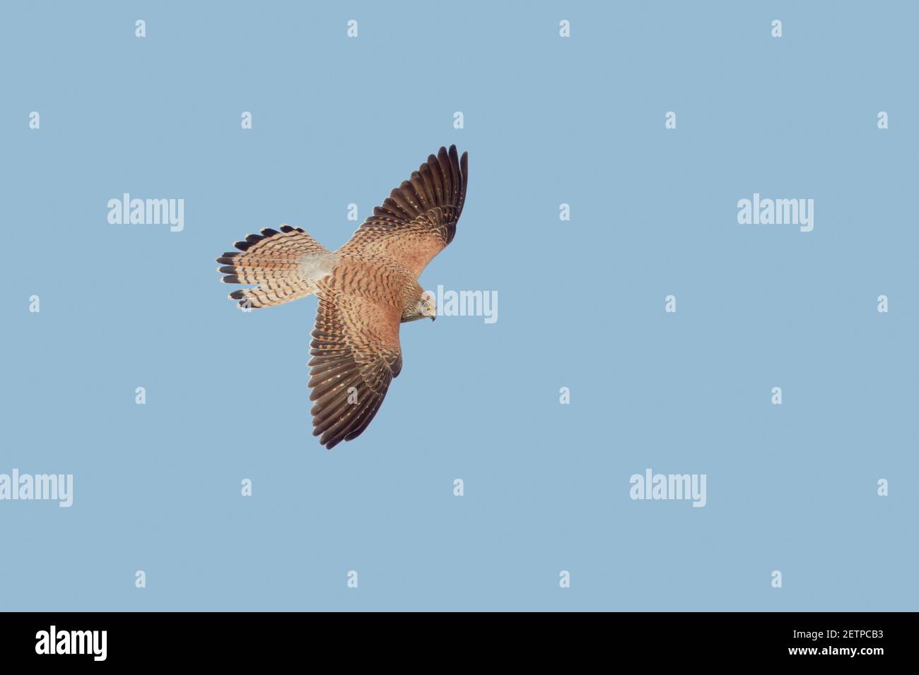 Flying female kestrel hi-res stock photography and images - Alamy