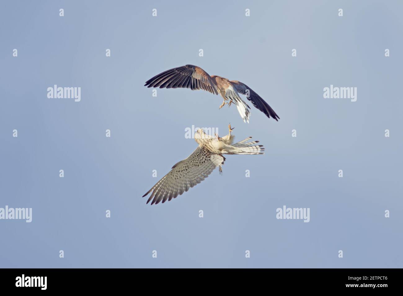 Lesser Kestrel - Pair playfighting in mid airFalco naumanni Extremadura ...
