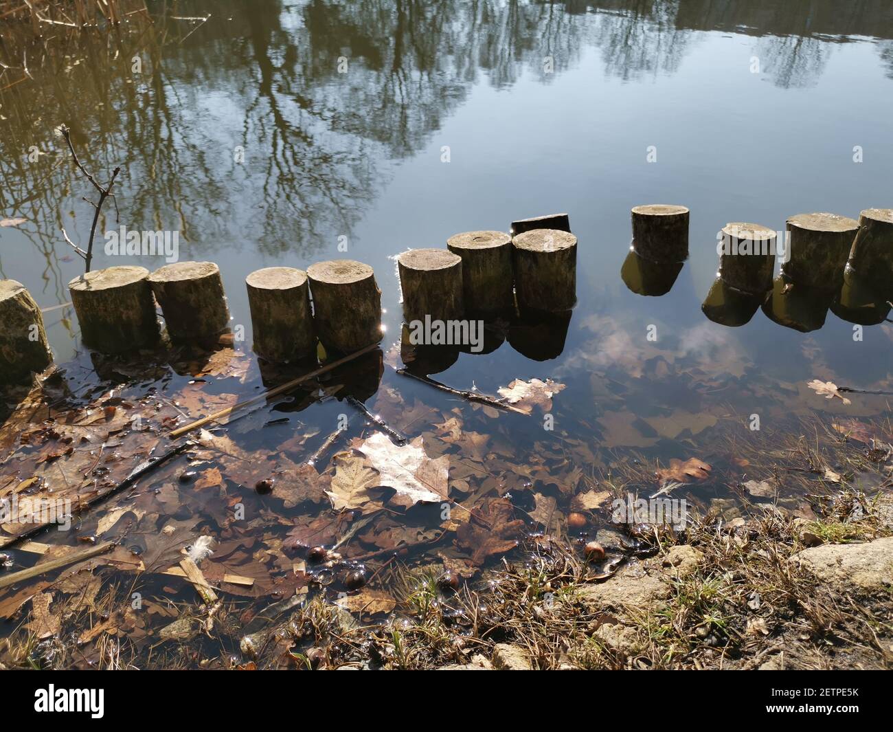 Small stumps in a lake with fallen oak leaves Stock Photo - Alamy