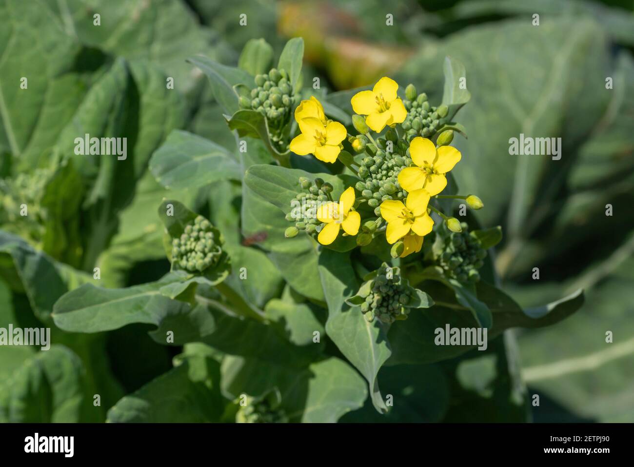 Brassica Oleracea Osaka White Flowering Cabbage Brassica Oleracea