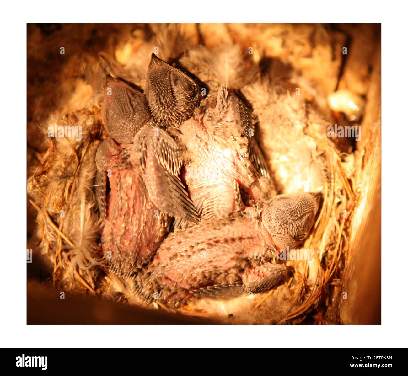 Three Swift chicks in a nest in the tower of the Oxford museum of ...