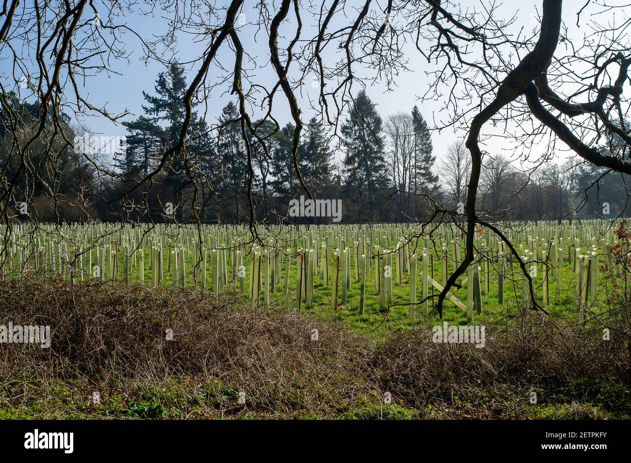 Denham, Buckinghamshire, UK. 1st March, 2021. Tree saplings planted by ...