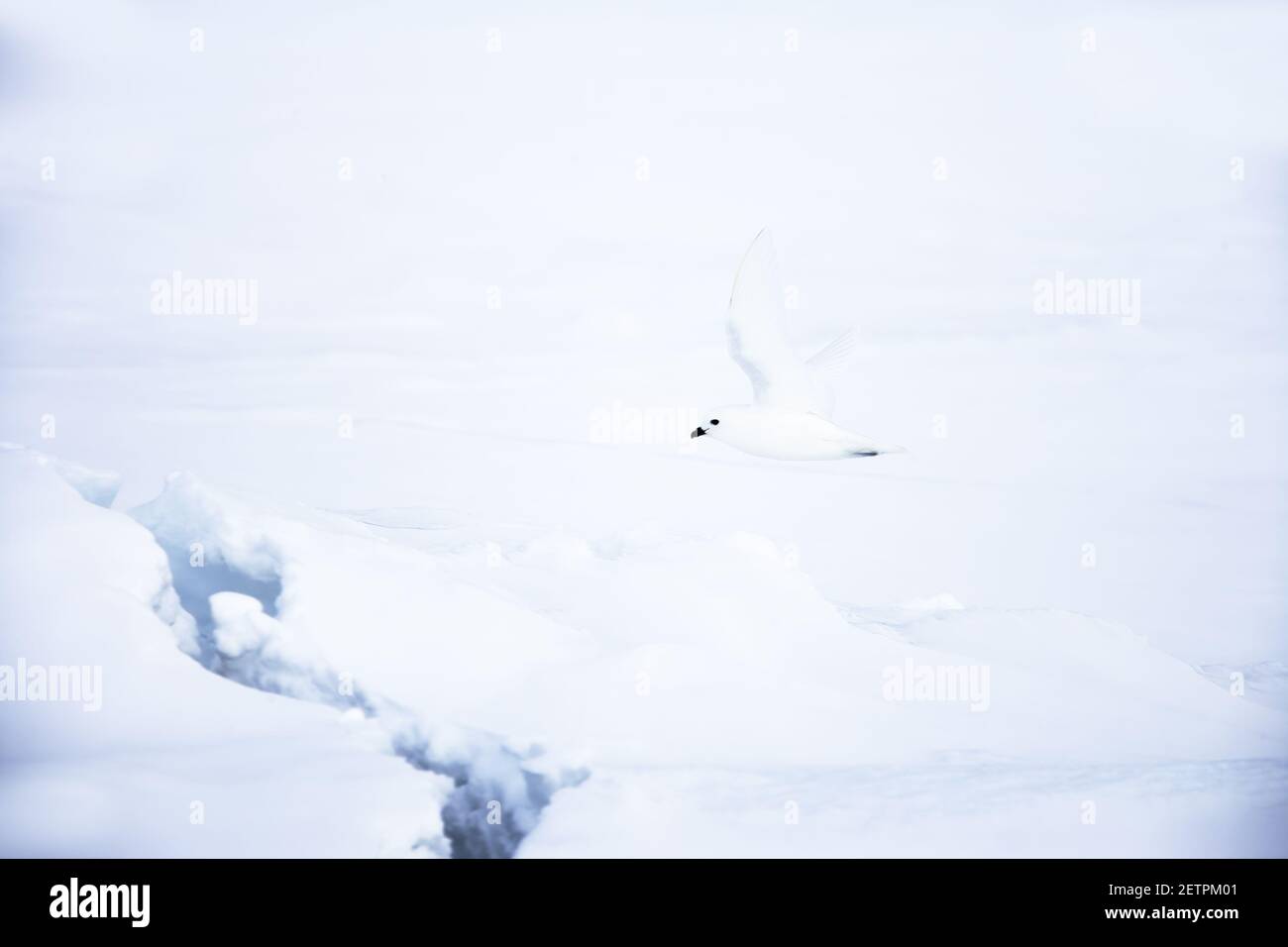 Flight bird petrel flying antarctic hi-res stock photography and images ...