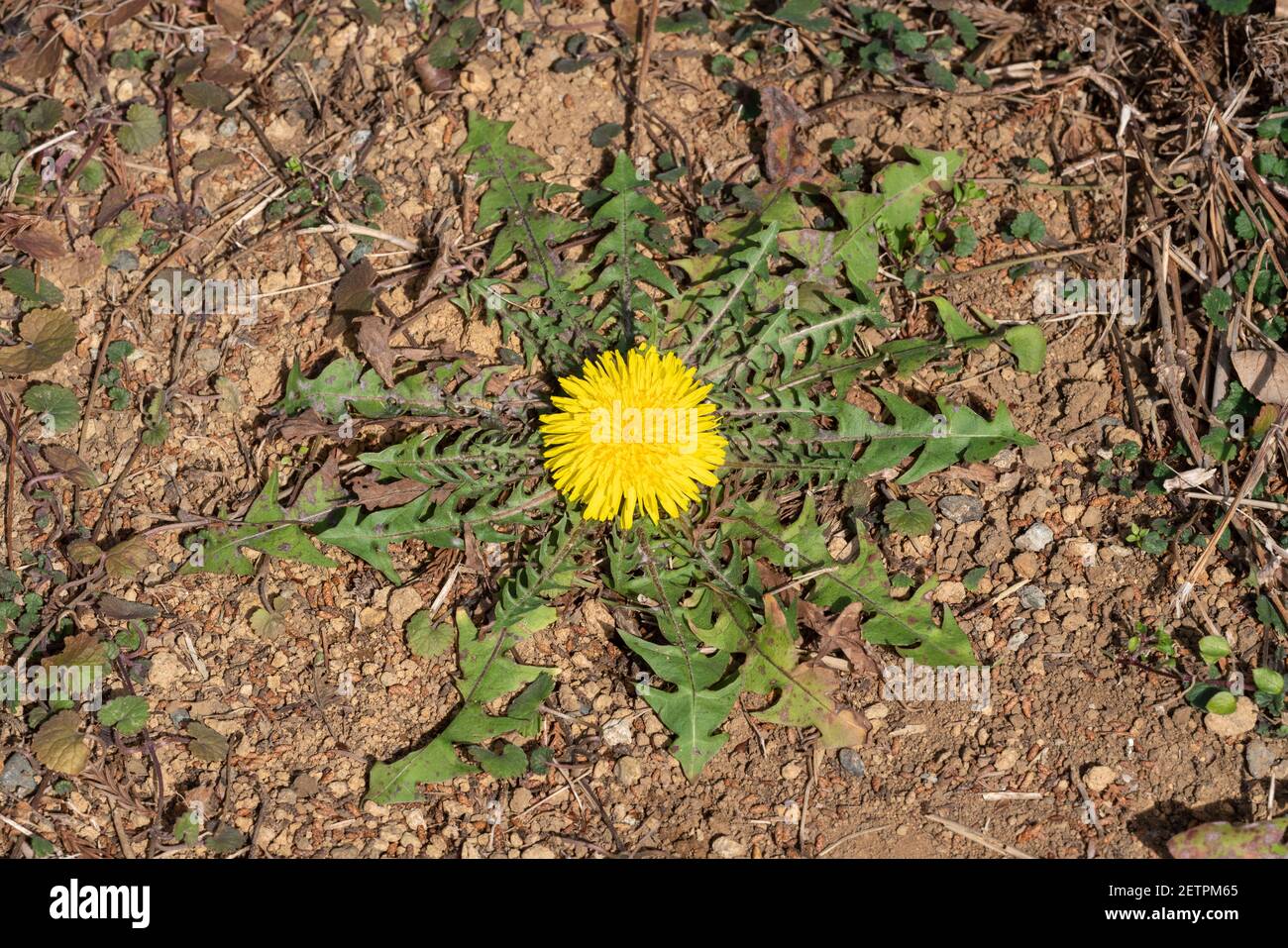 Dandelions (Taraxacum), Isehara City, Kanagawa Prefecture, Japan Stock ...