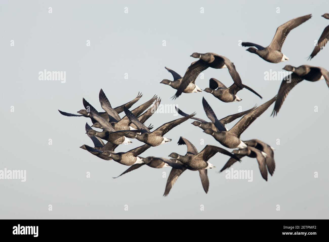 Brent goose uk flight kent hi-res stock photography and images - Alamy