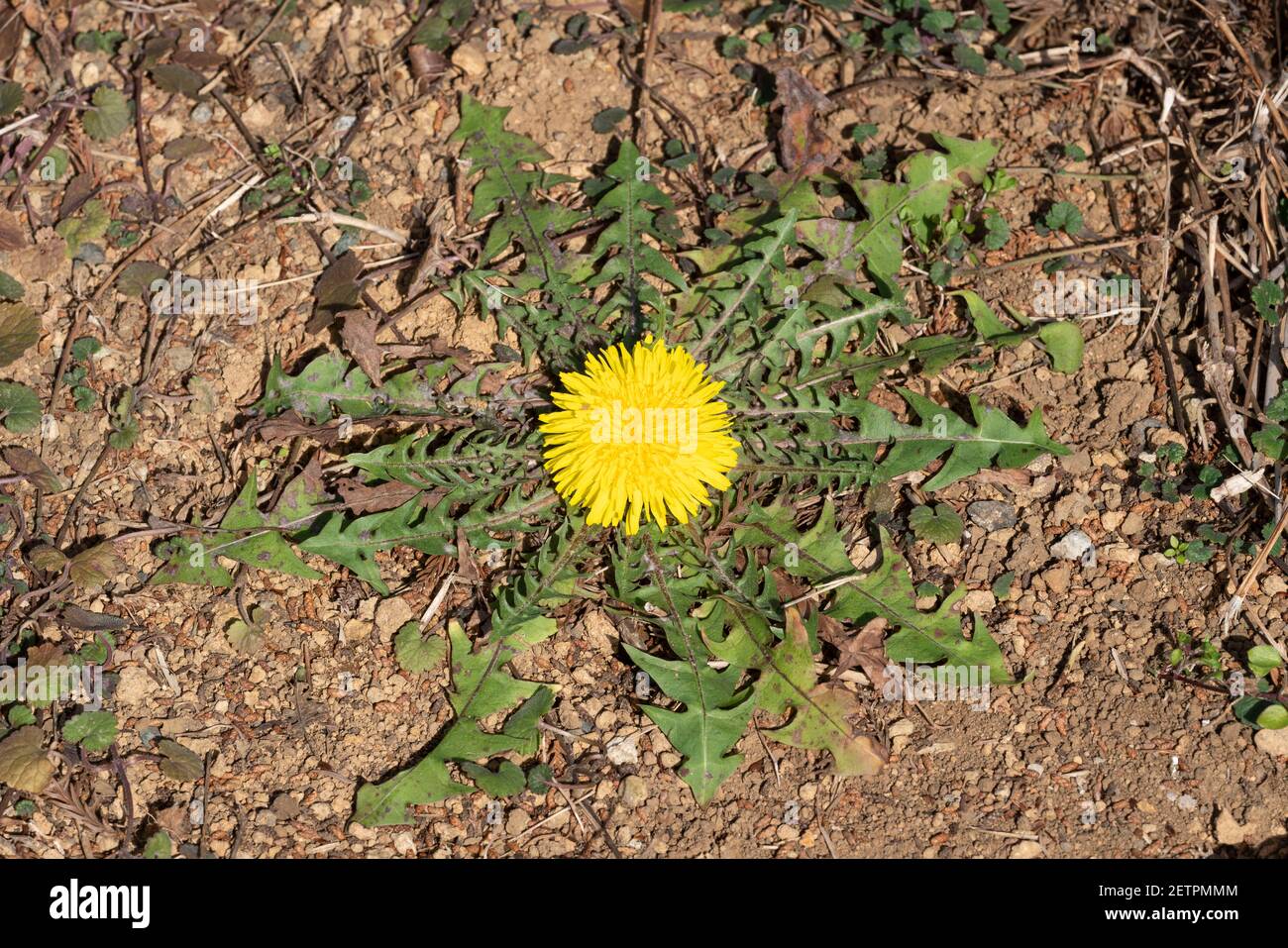 Dandelions (Taraxacum), Isehara City, Kanagawa Prefecture, Japan Stock ...