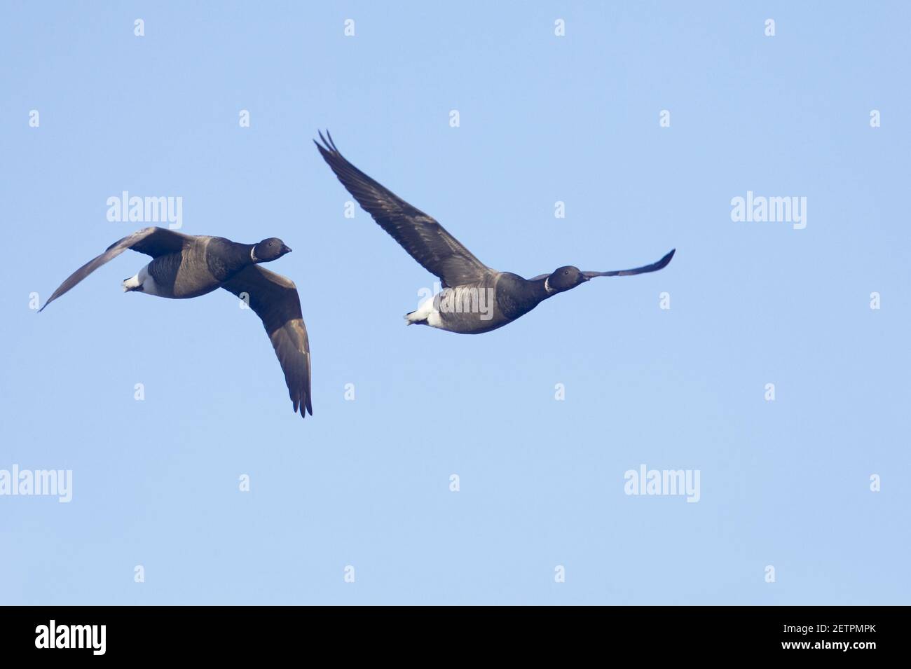 Brent Goose - In Flight Branta bernicula Whitstable, Kent BI012911 ...