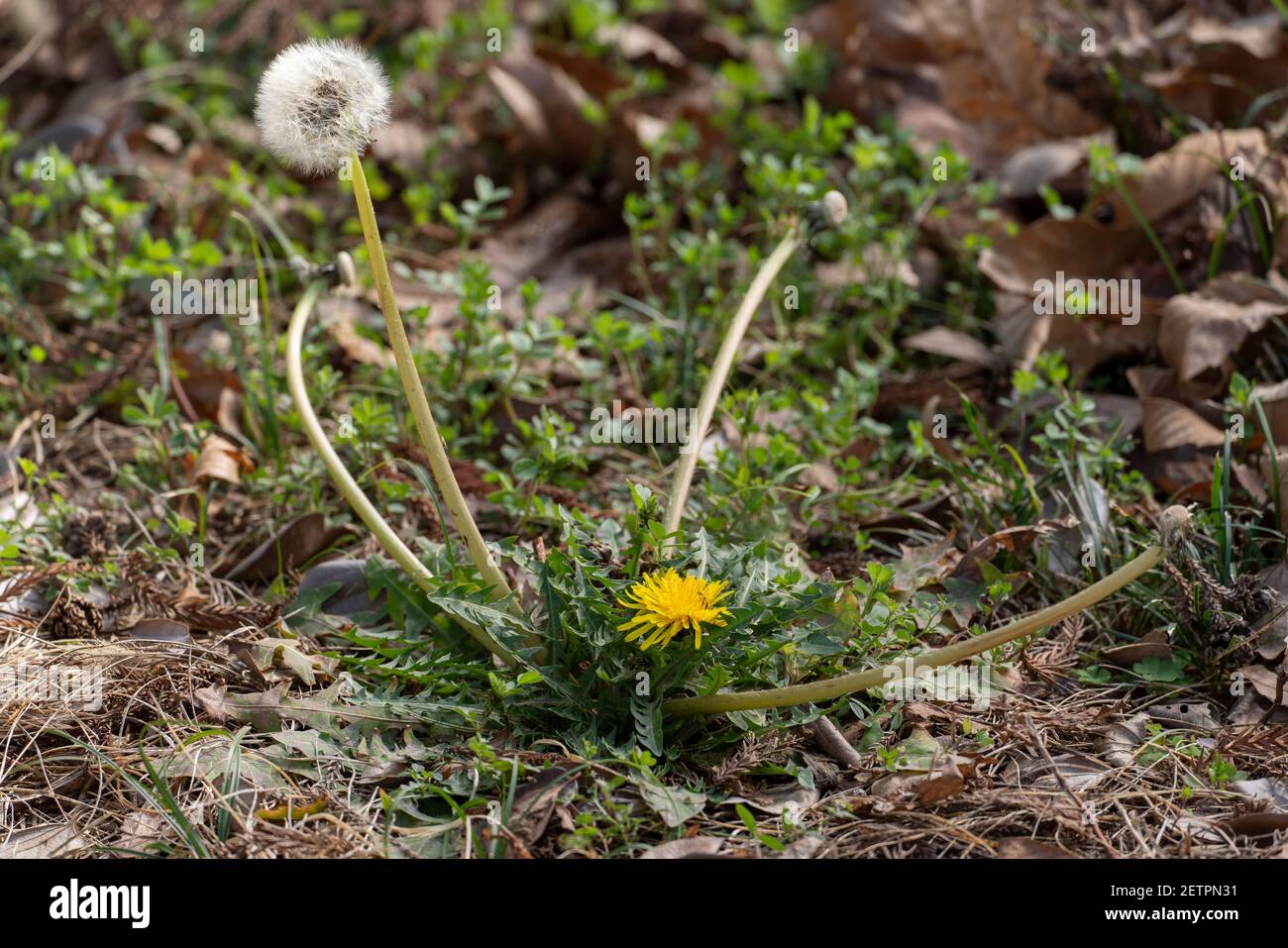 Dandelions (Taraxacum), Isehara City, Kanagawa Prefecture, Japan Stock ...