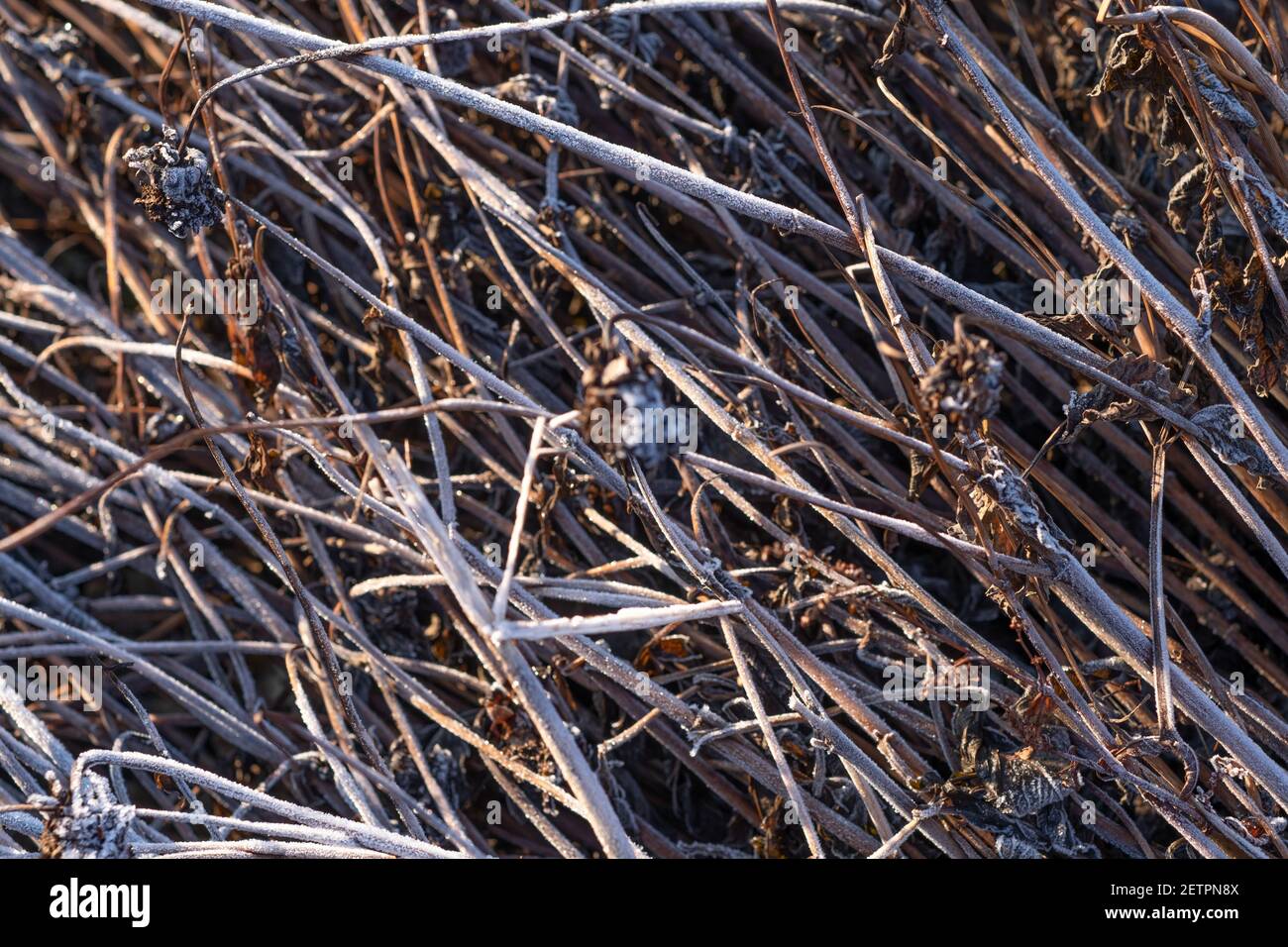 Stack of twigs in the sunlight with ice Stock Photo - Alamy