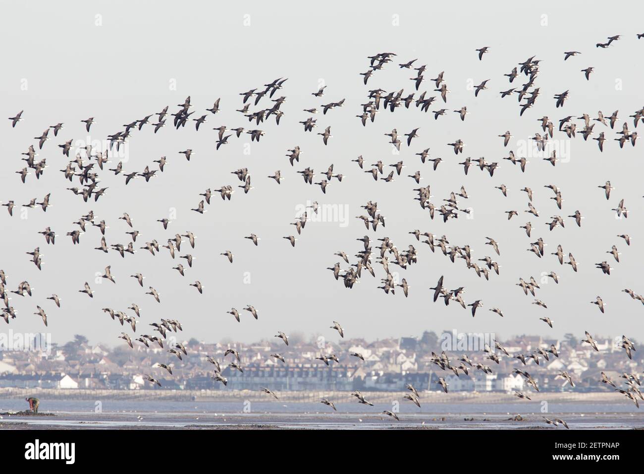 Brent goose uk flight kent hi-res stock photography and images - Alamy
