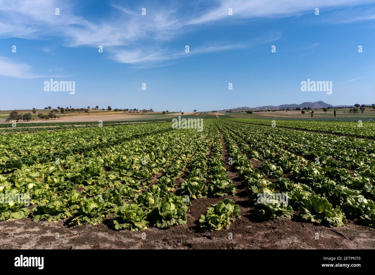 An agricultural cultivated farm landscape with growing organic lettuce ...