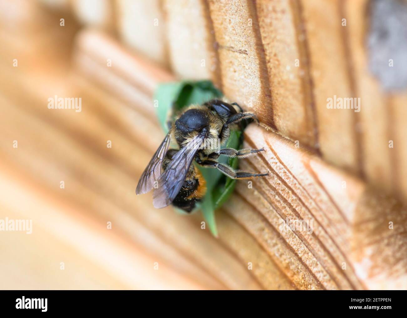 Leafcutter bee (Megachile) plugging her nest with leaf fragments Stock ...