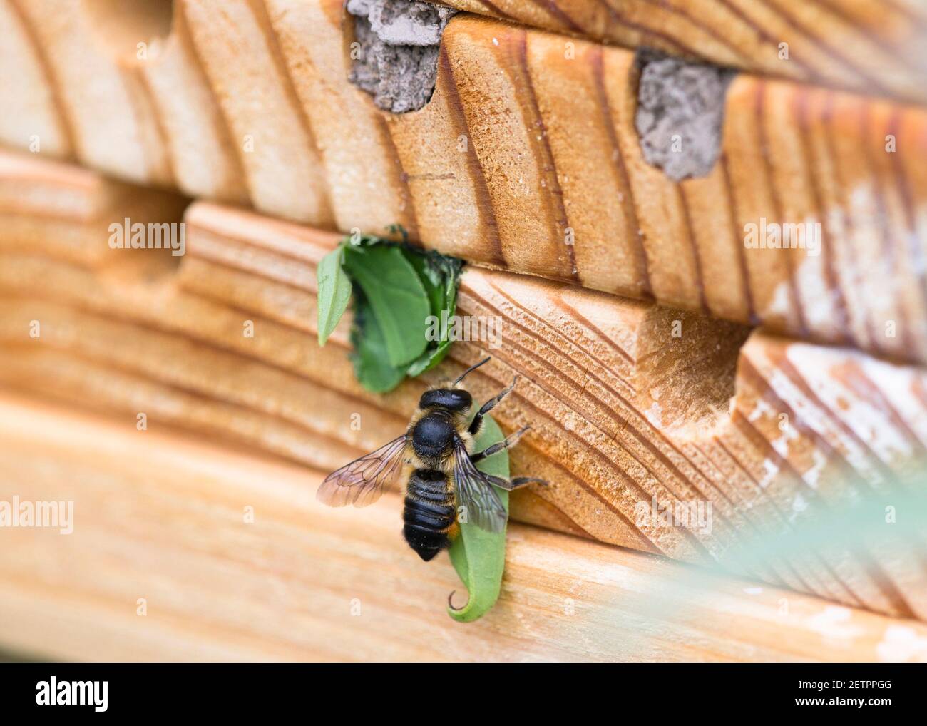 Bee nests hi-res stock photography and images - Alamy