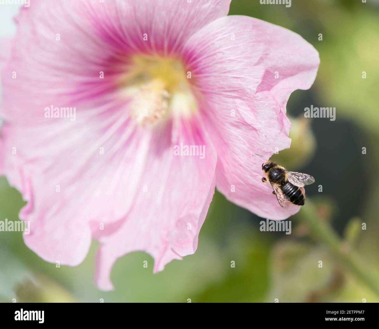 Leafcutter bee (Megachile sp) cutting petal for her nest Stock Photo ...