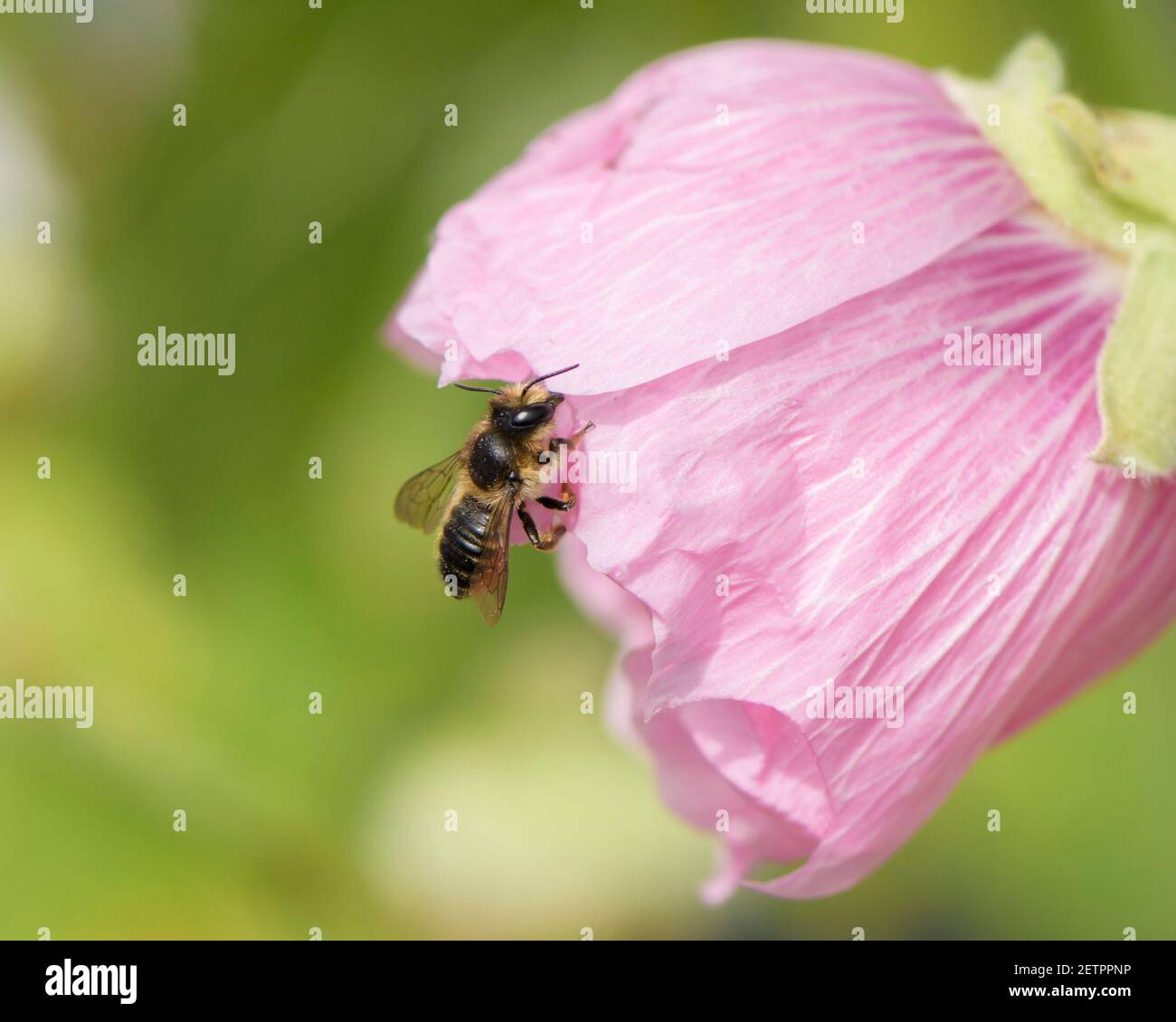 Leafcutter bee (Megachile sp) cutting petal for her nest Stock Photo ...