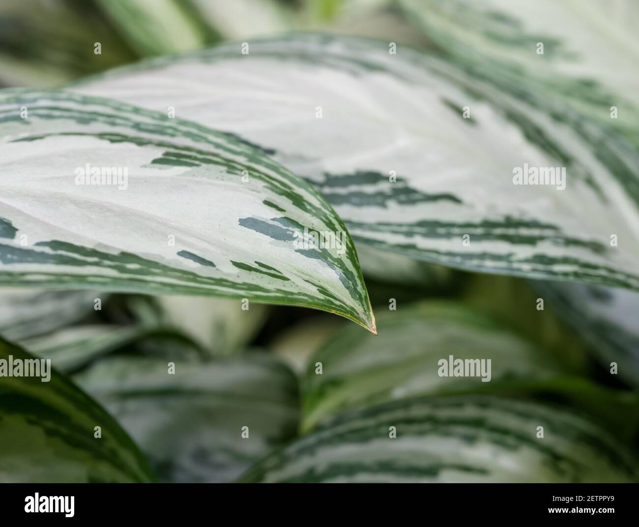 Close up with a leaf of Aglaonema spp evergreen ornamental perennial ...
