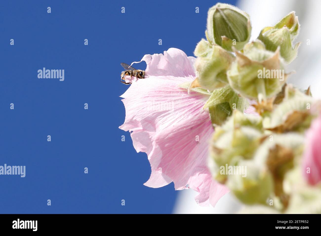 Solitary leaf cutting bee cutting petal from a hollyhock to stock her ...