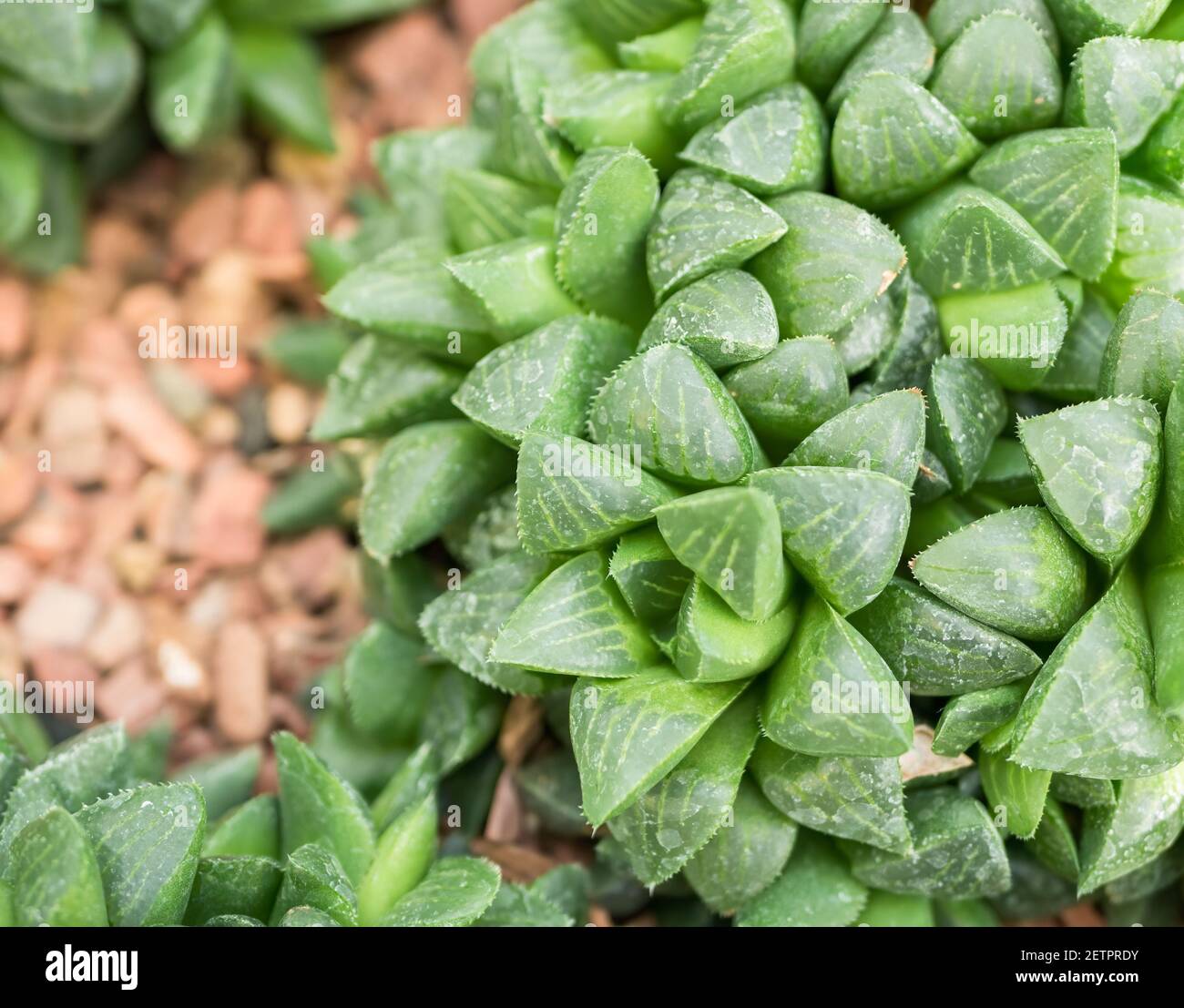 Close detail with Cathedral Window Haworthia (Haworthia cymbiformis ...