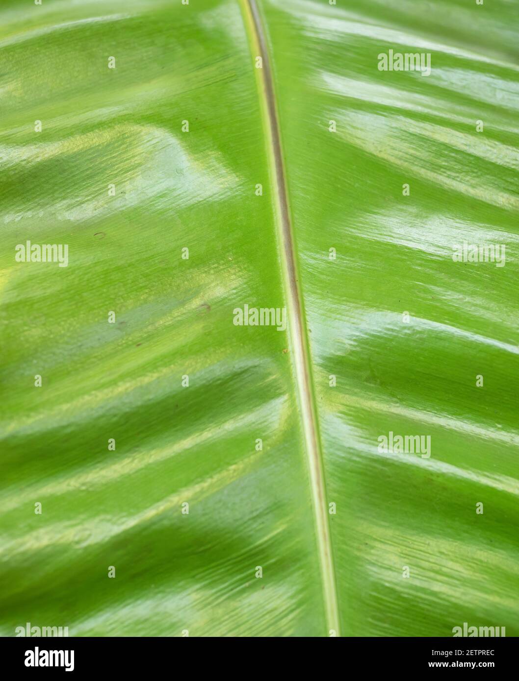 Close up with a leaf of Asplenium nidus also known asbird's-nest fern ...