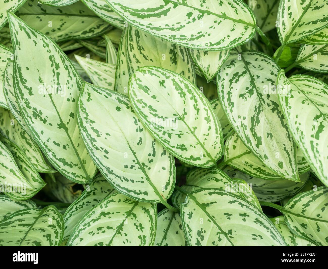 Close up with a leaf of Aglaonema spp evergreen ornamental perennial ...