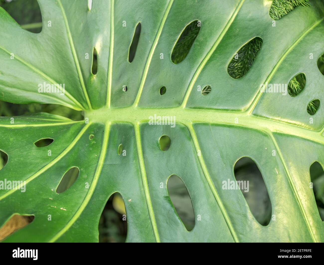Close up detail with the green leaf of Monstera deliciosa, the Swiss ...